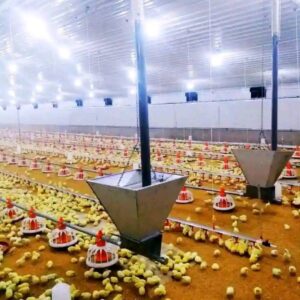 Chicken & Eggs – Trinity Poultry Farm