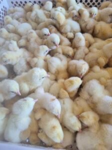 Chicken & Eggs – Trinity Poultry Farm
