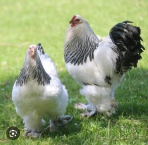 Chicken & Eggs – Trinity Poultry Farm